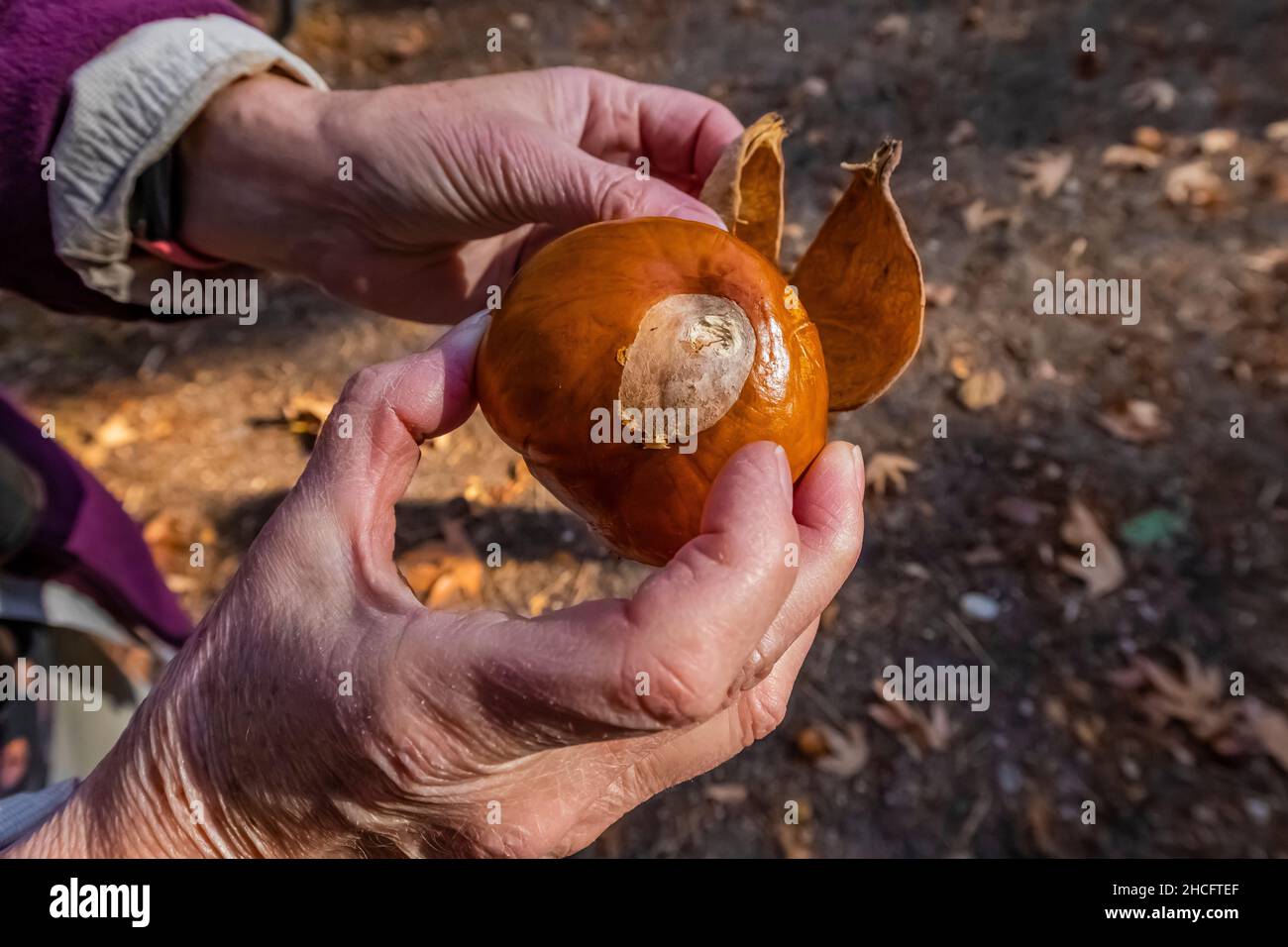 California Buckeye, Aesculus californica, nuts along Sycamore Trail in ...