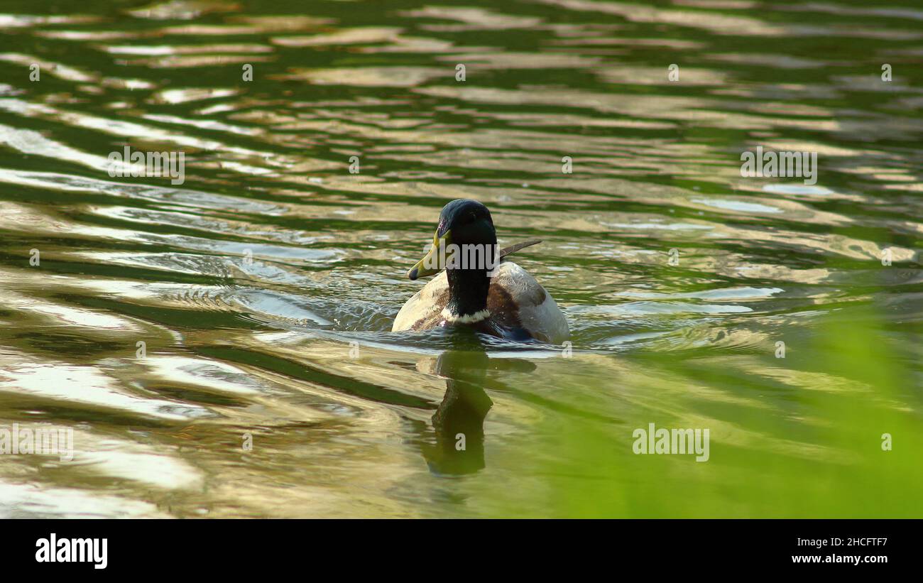 A mallard duck floating in the lake in its natural habitat in spring ...
