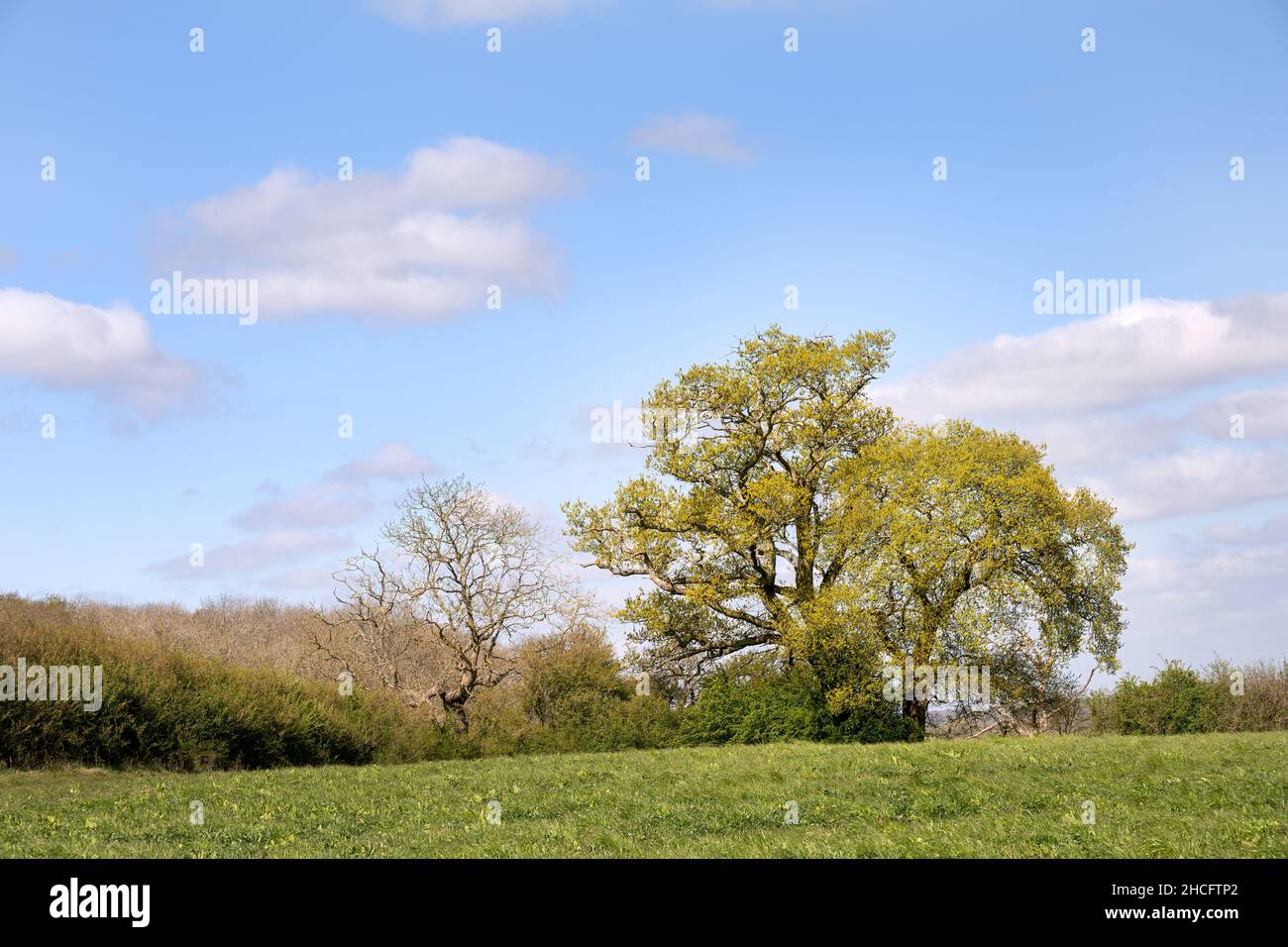 Oak trees with spring foliage hi-res stock photography and images - Alamy