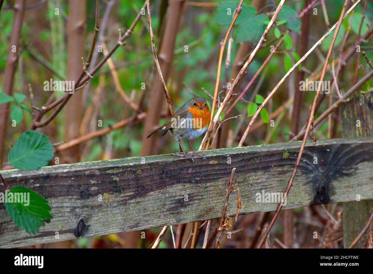View of Luss Stock Photo - Alamy