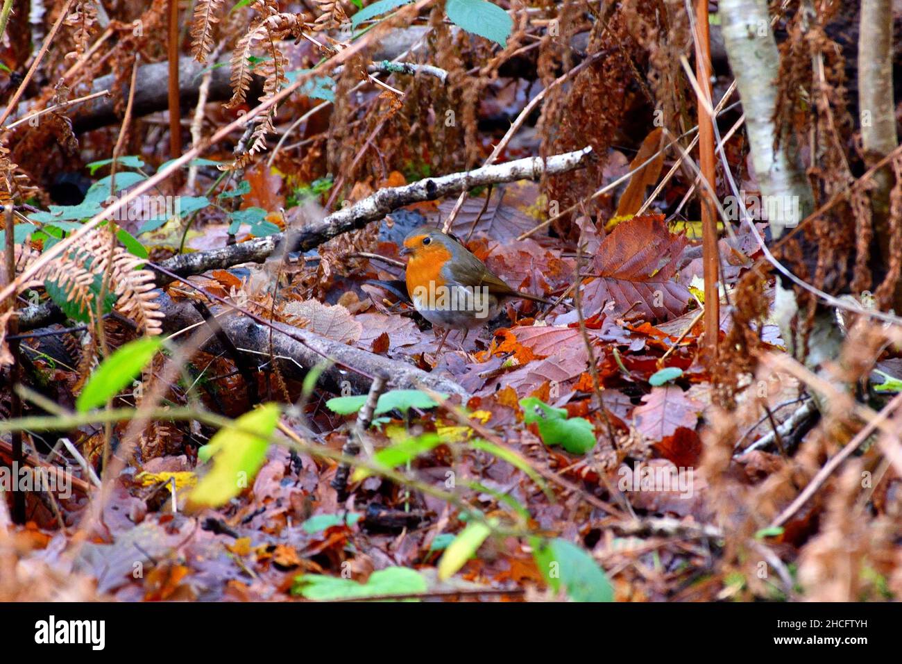 View of Luss Stock Photo - Alamy