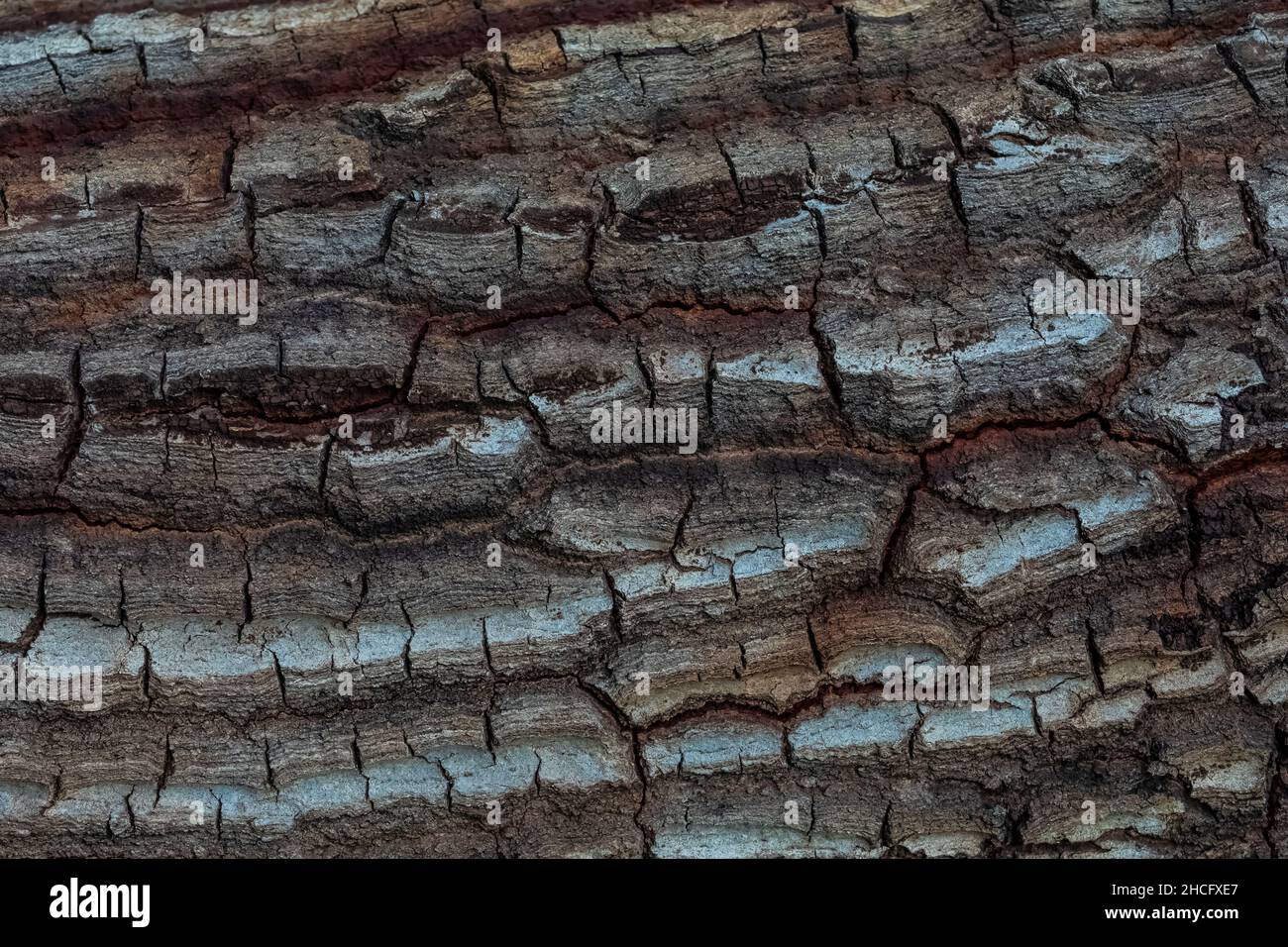 Blue Oak, Quercus douglasii, Bark bark along Sycamore Trail in ...