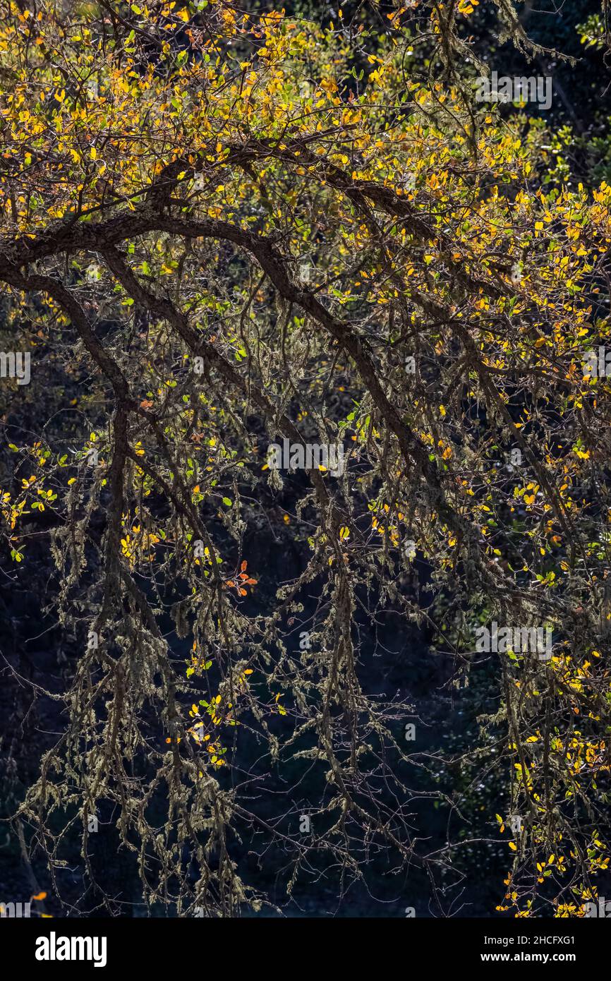 Blue Oak, Quercus douglasii, along Sycamore Trail in Pinnacles National ...