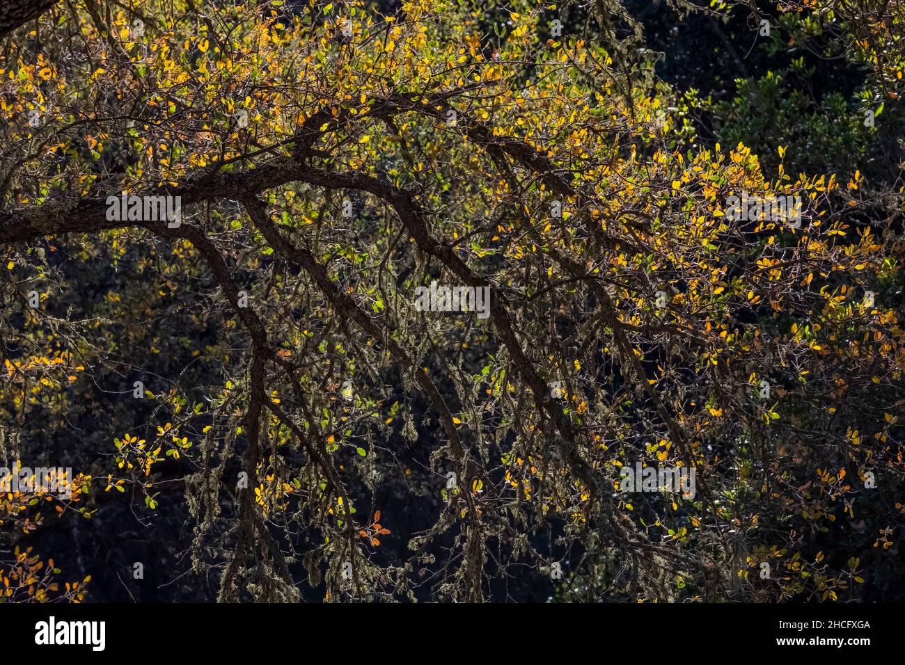 Blue Oak, Quercus douglasii, along Sycamore Trail in Pinnacles National ...
