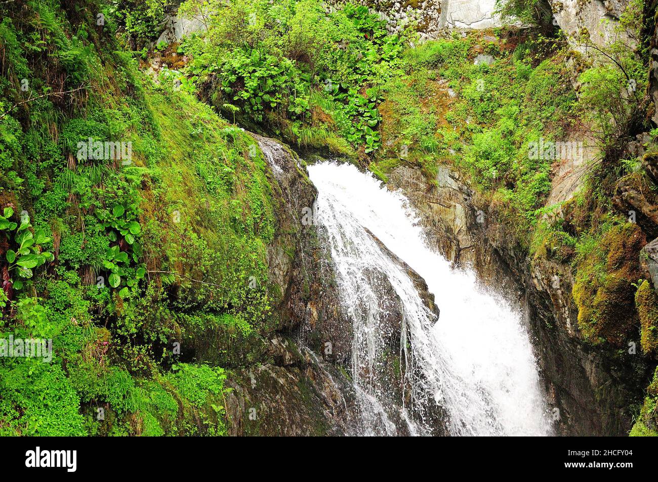 A small, stormy waterfall flows from a sheer cliff into a summer forest ...