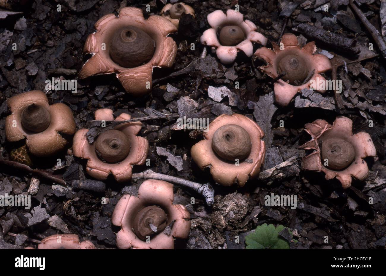 GEASTRUM TRIPLEX AN INEDIBLE FUNGUS FOUND IN THE DEBRIS AND LEAF LITTER ...