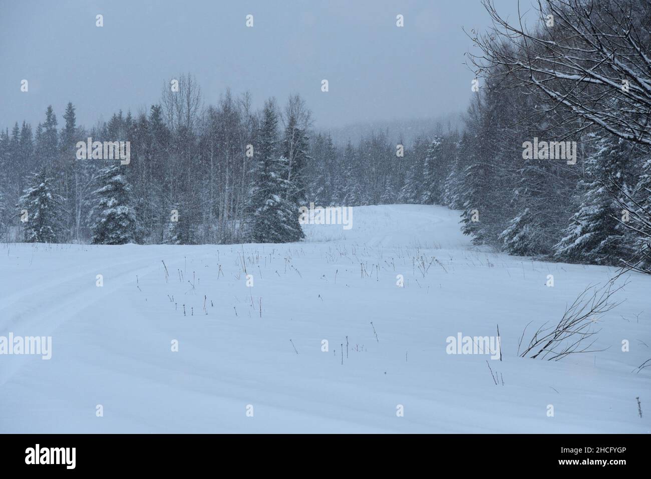 Tracks in the snow mark trails for recreators on Dec. 7 at the Chena ...