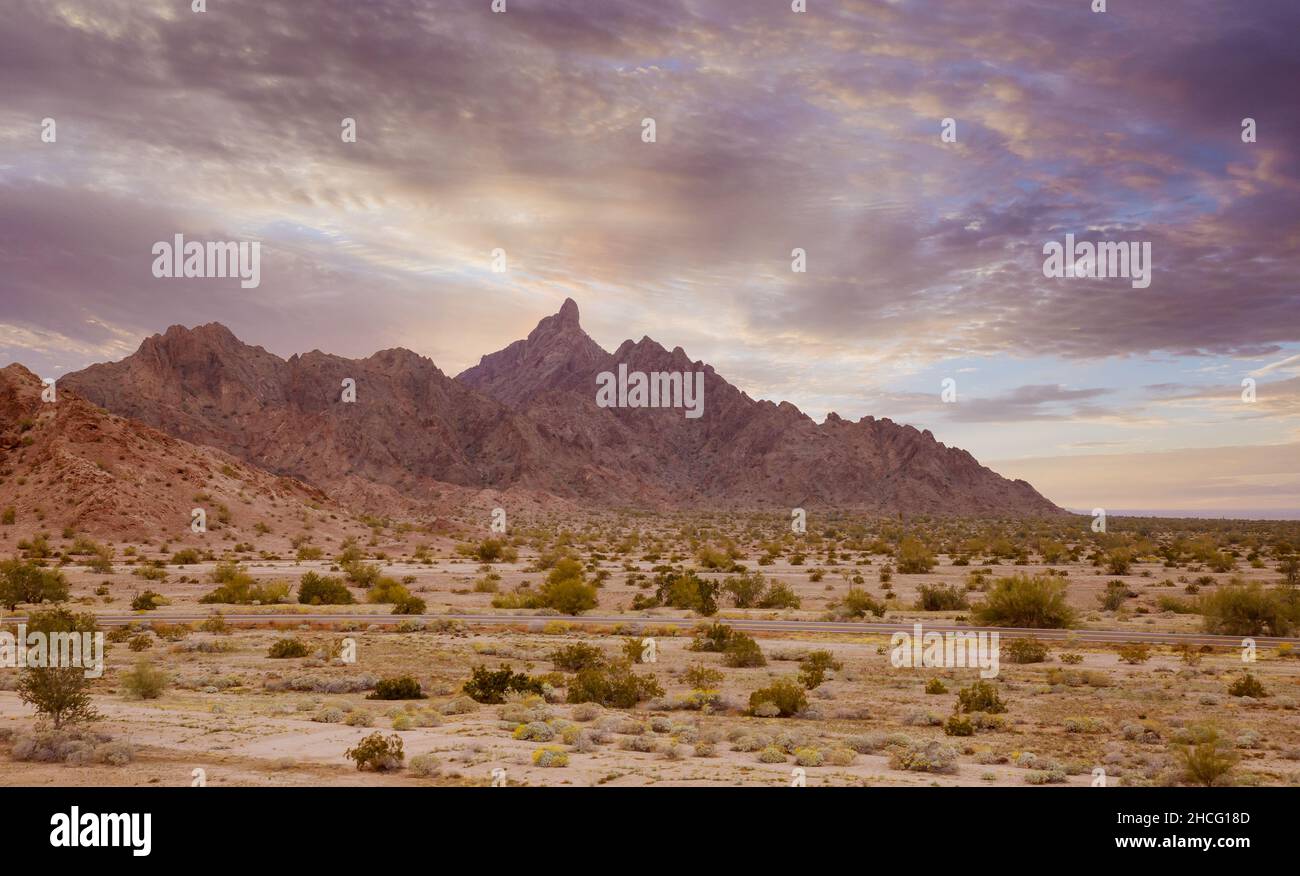 Saguaro cactus near phoenix hi-res stock photography and images - Alamy