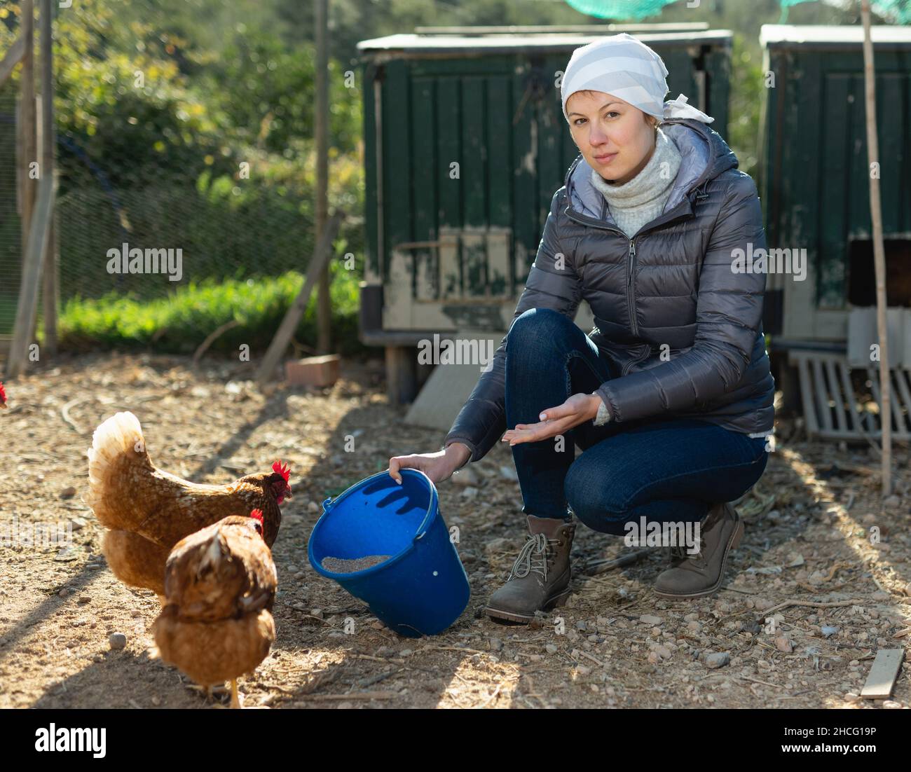 Woman feeding domestic hens Stock Photo - Alamy