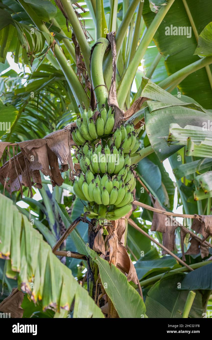 Inside tropical banana tree plantation hi-res stock photography and ...