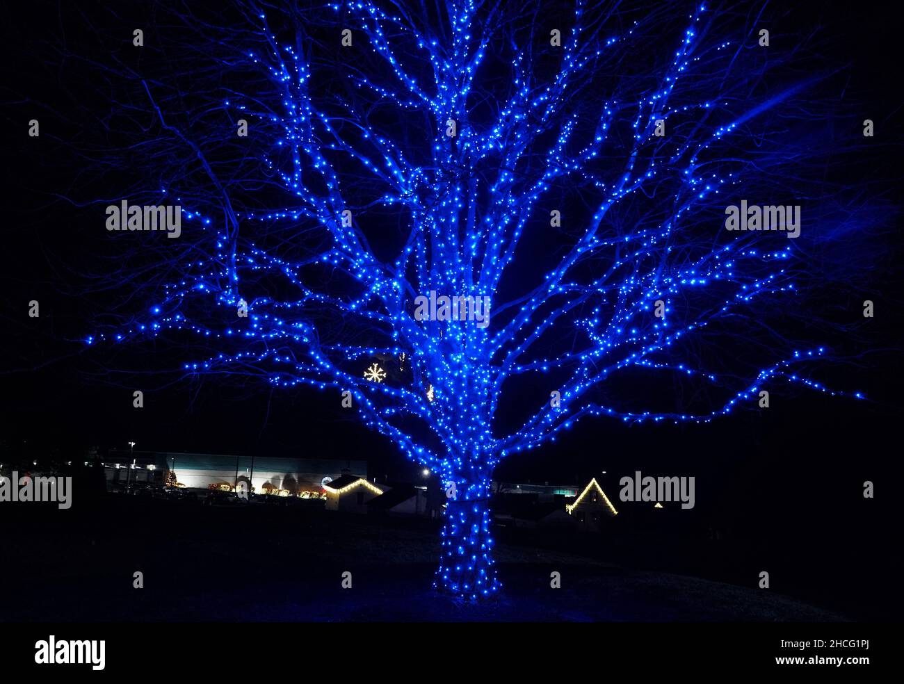 Beautiful tree with branches decorated in blue lights in Nottingham ...