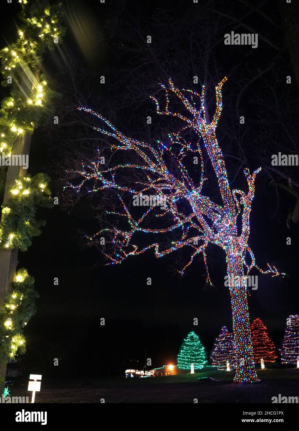 Beautiful trees with branches decorated in colorful lights in ...