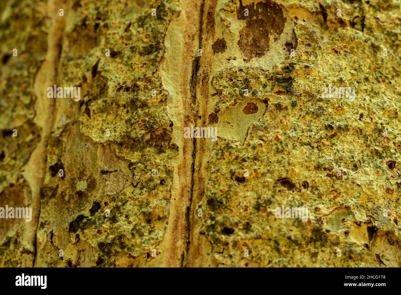 Tree skin texture with wood art is done by nature due to long exposure ...