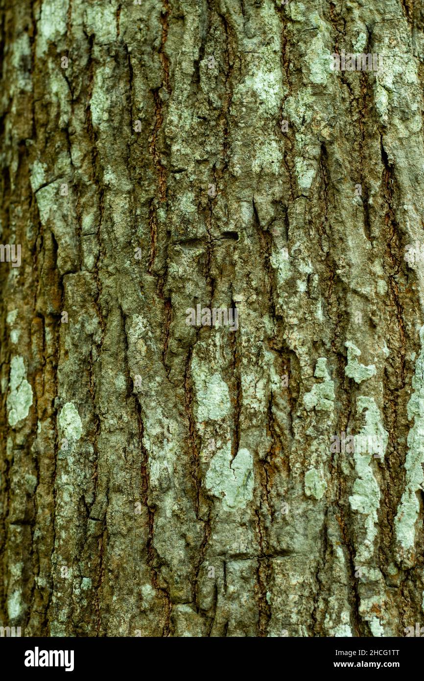 Wood trees skin texture that seamless pattern of bark textures closeup ...