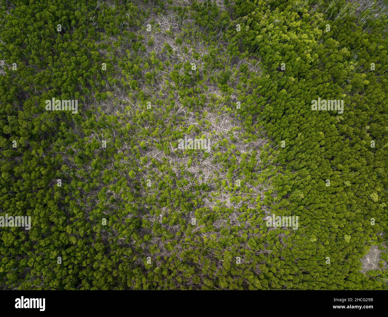 A forest of thick vegetation and fallen trees top down view from a ...