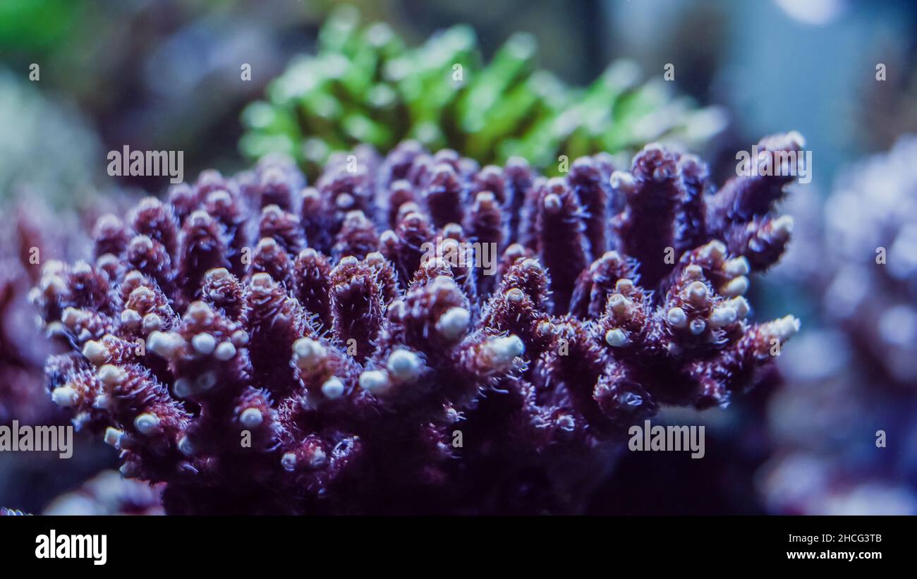 Aquarium fish tank filled with beautiful exotic fish. Underwater ...