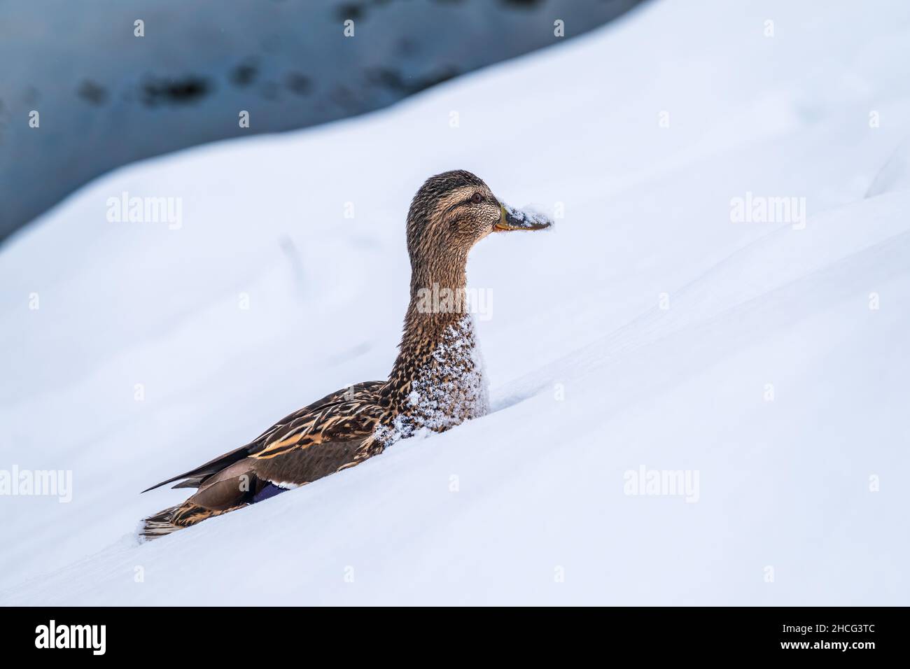 Female duck sits on the white snow. Mallard, lat. Anas platyrhynchos ...