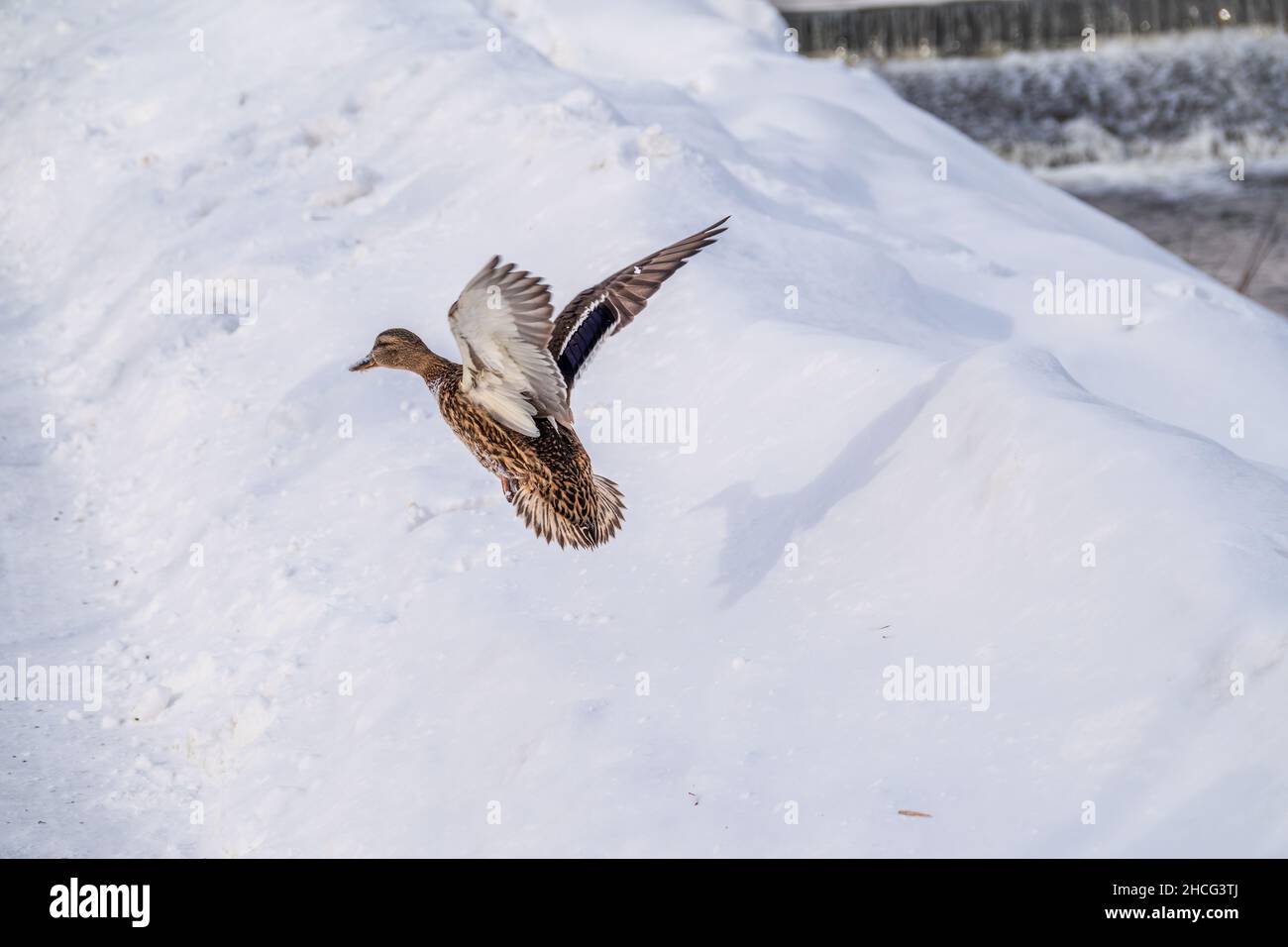 Mallard Duck flies over the snowy river bank. Mallard Duck, female ...