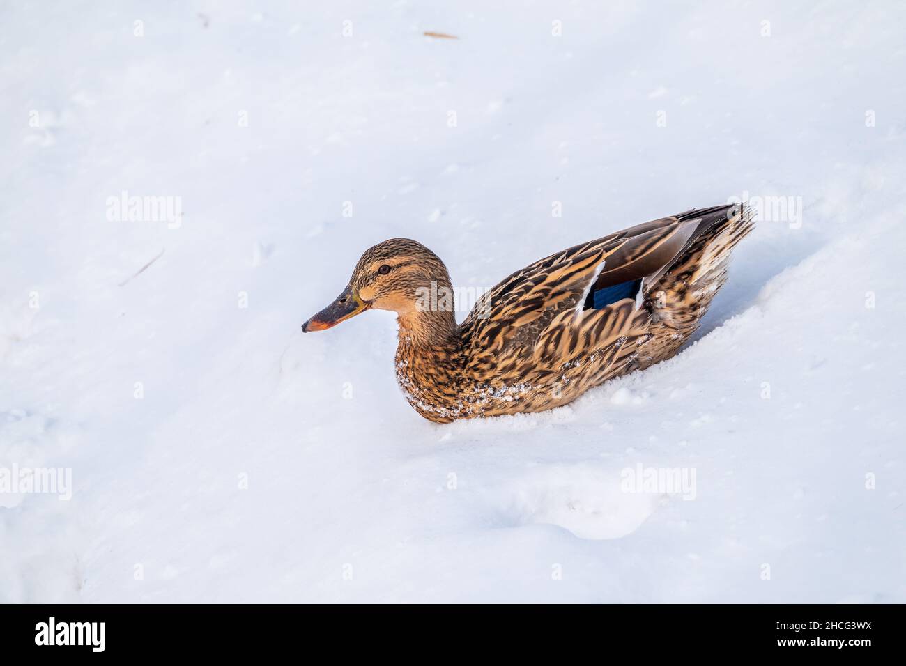 Female duck sits on the white snow. Mallard, lat. Anas platyrhynchos ...