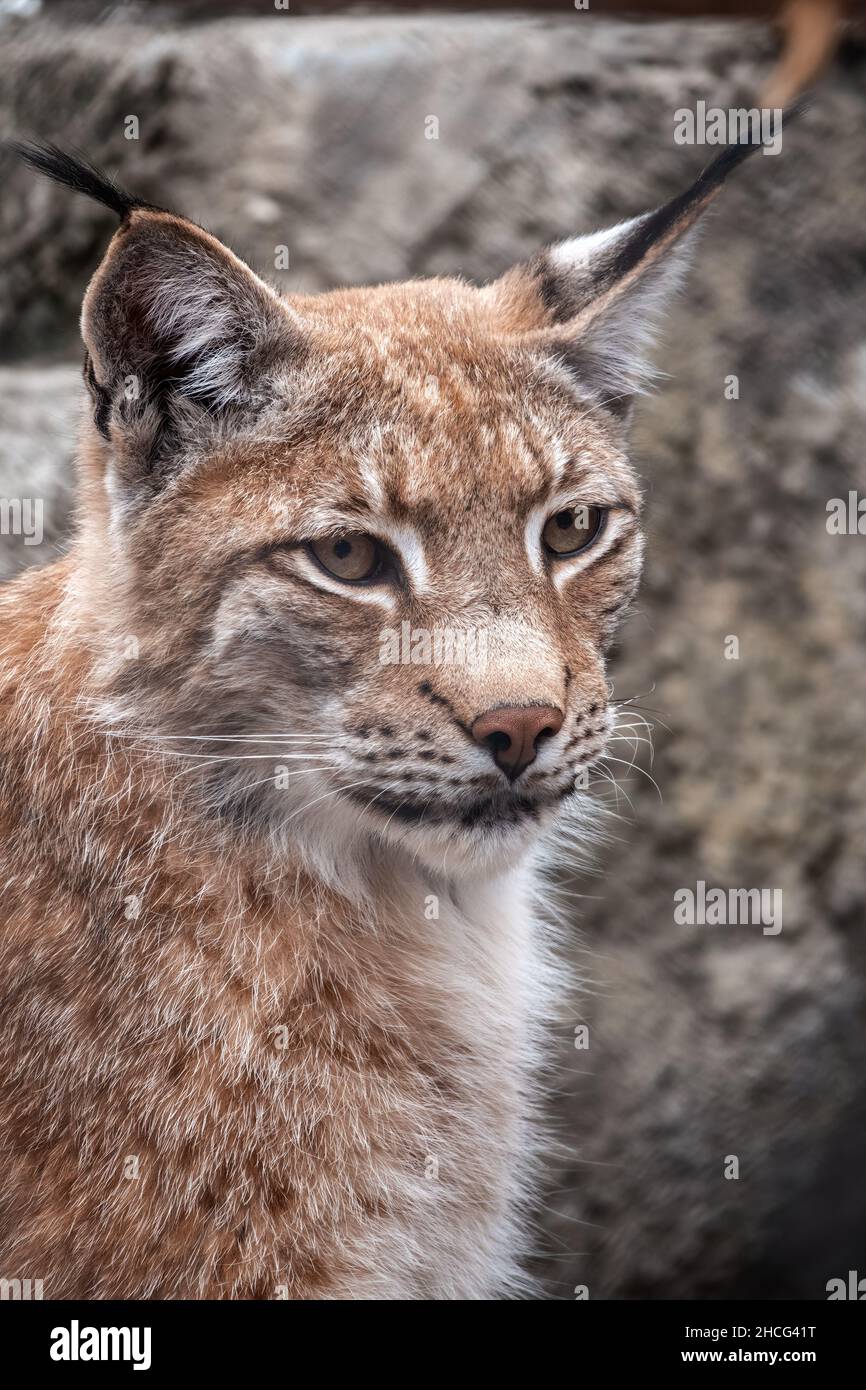 Portrait of The Eurasian lynx close-up. The Eurasian lynx, lat. Lynx ...