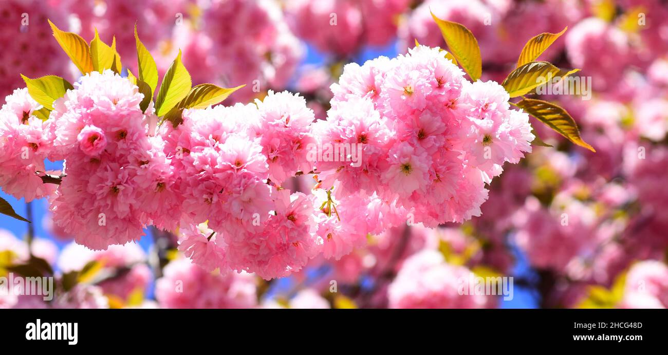Spring banner, blossom background. Spring flowers background. Cherry ...