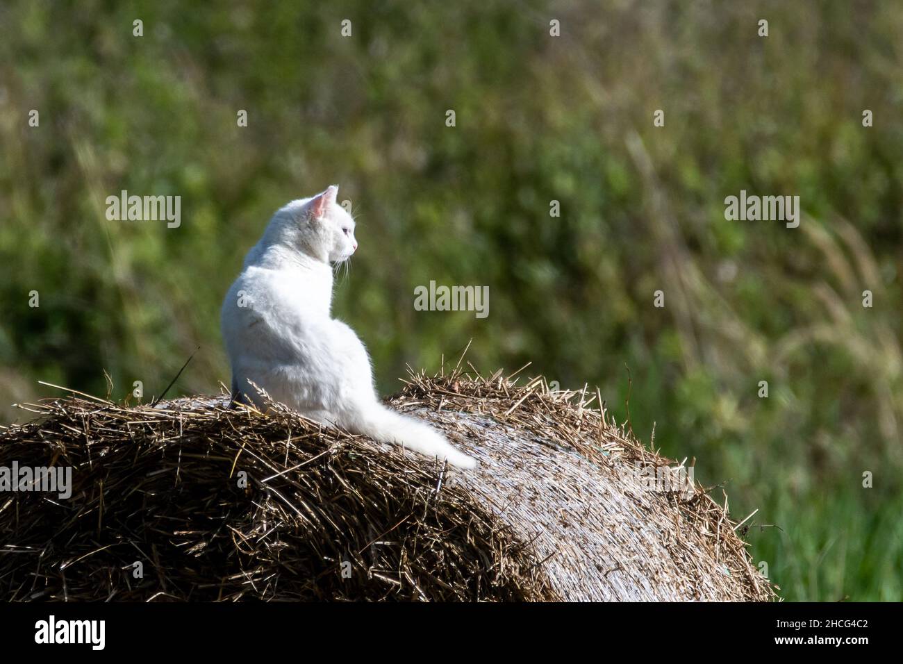 White cat on hay roll hi-res stock photography and images - Alamy