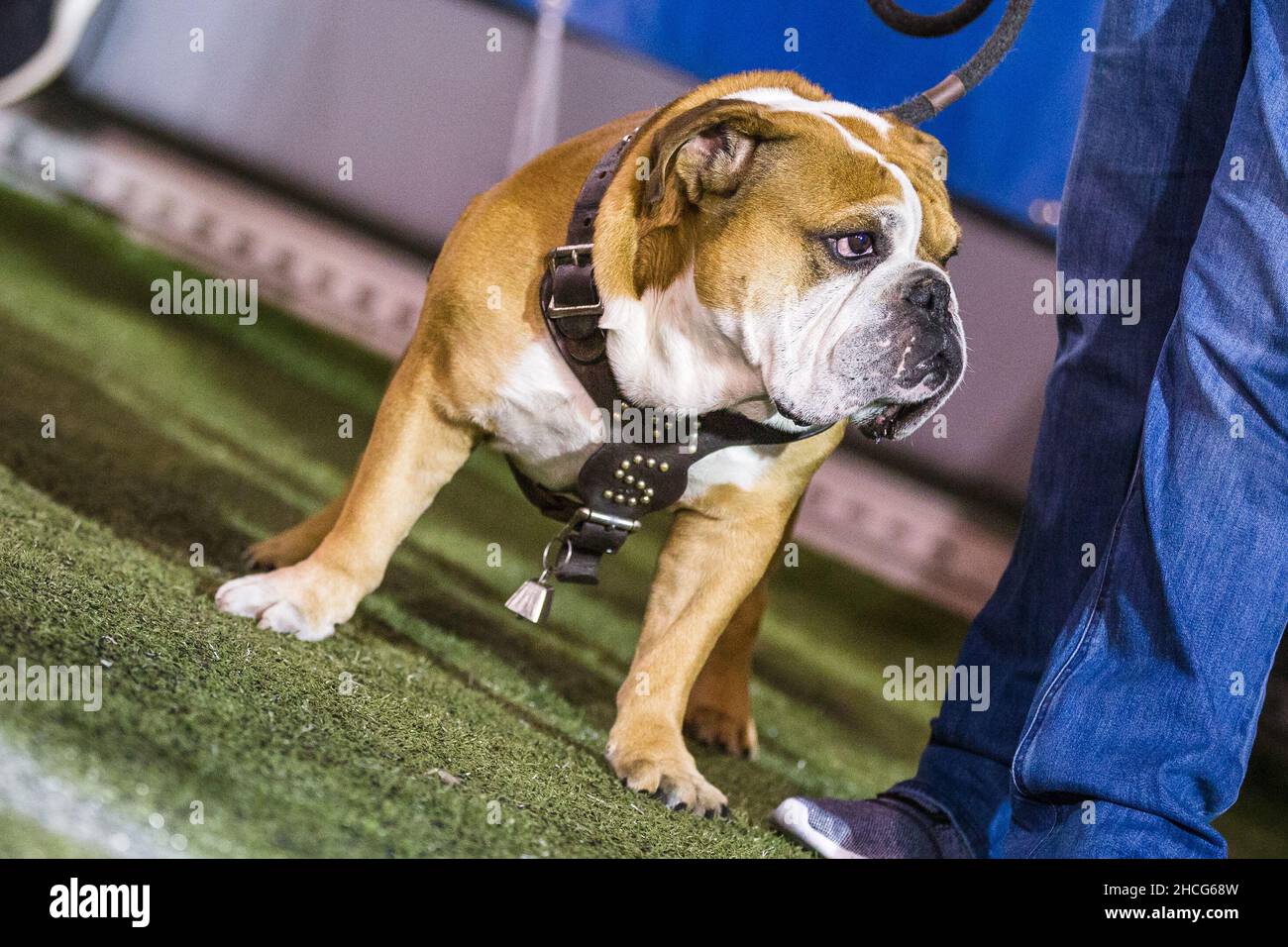 December 28, 2021: Bully, the official live mascot for the Mississippi ...