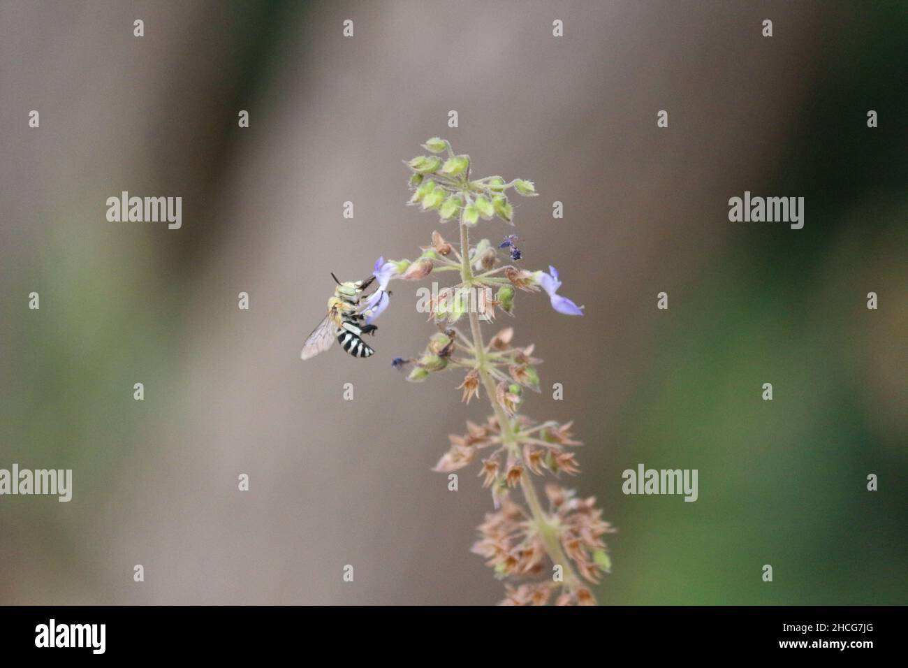 Native Bees To Wa High Resolution Stock Photography and Images - Alamy