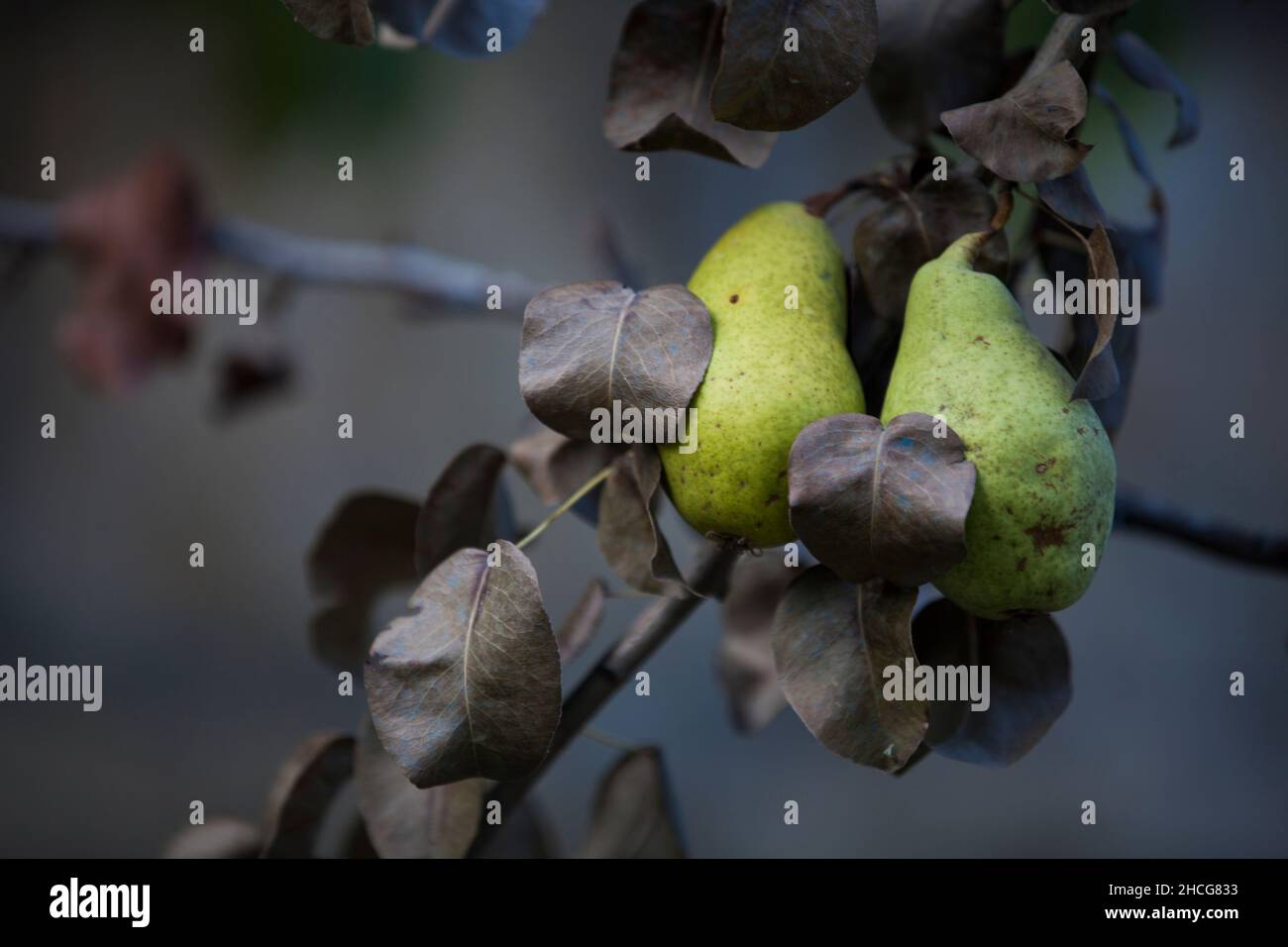 Peartree hi-res stock photography and images - Alamy