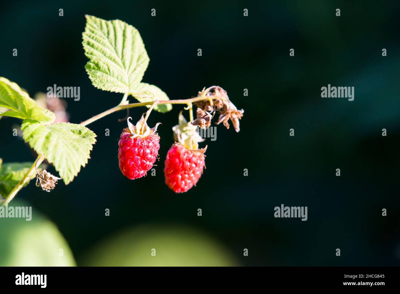 Raspberry plant / raspberry bush Stock Photo - Alamy