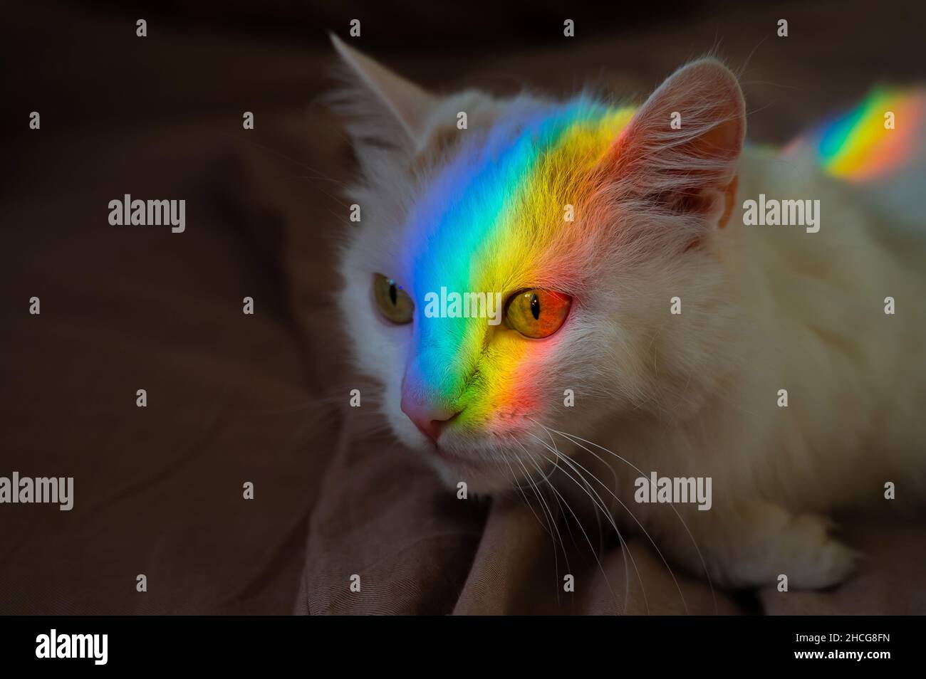 White fluffy cat with a rainbow of light on its face Stock Photo - Alamy