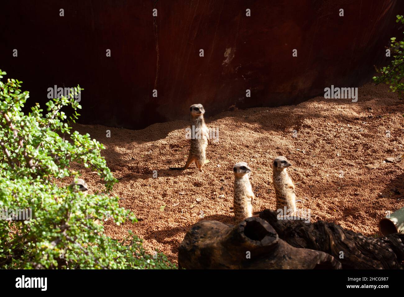 Mongoose gang hi-res stock photography and images - Alamy