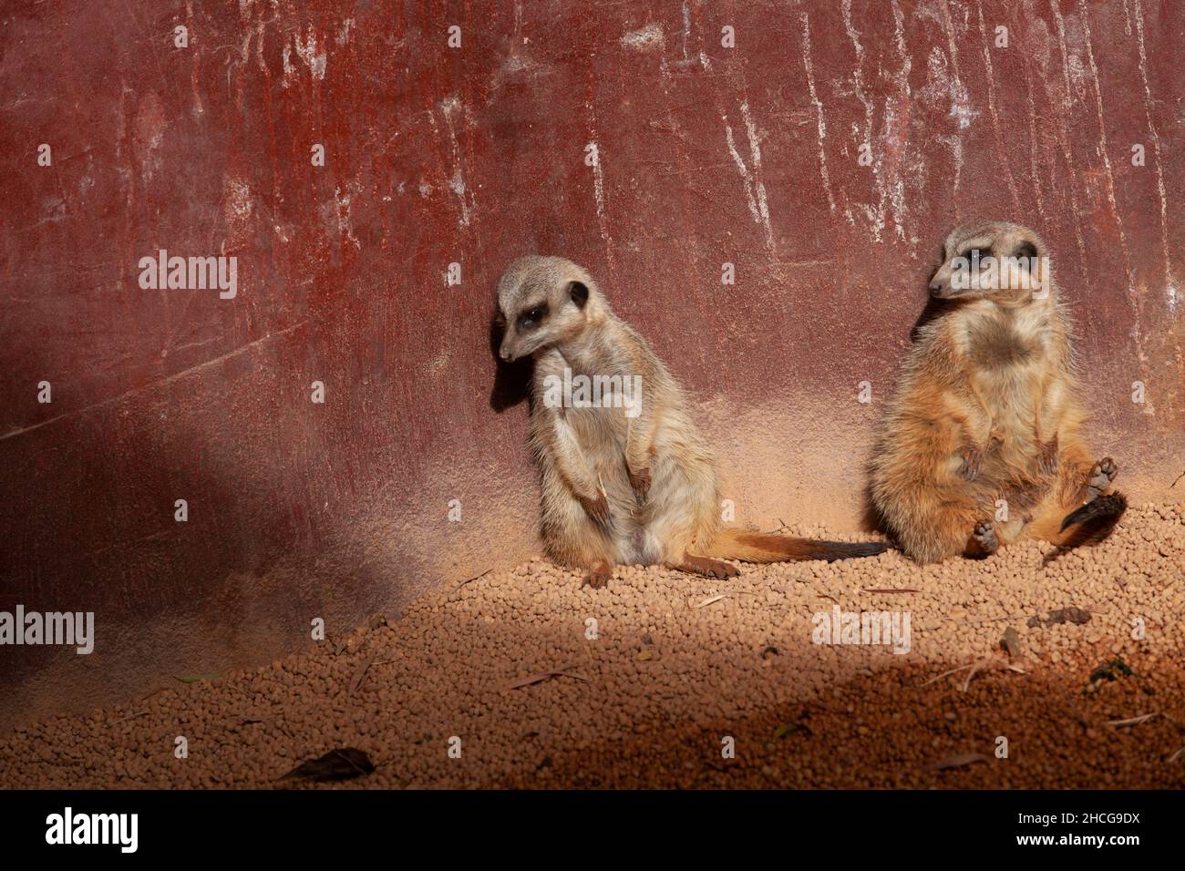 Meerkat personality hi-res stock photography and images - Alamy