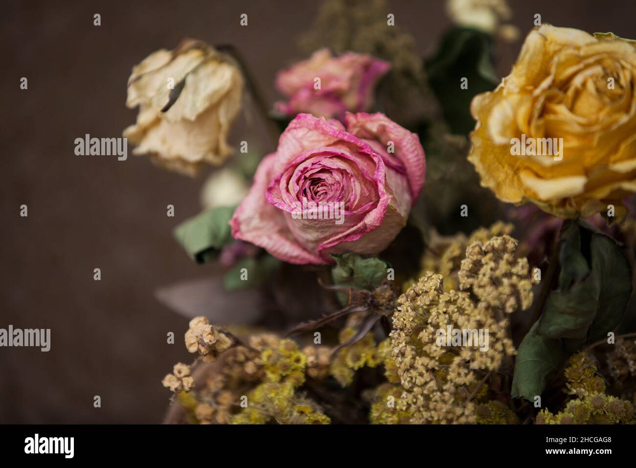 Withered pink rose hi-res stock photography and images - Alamy
