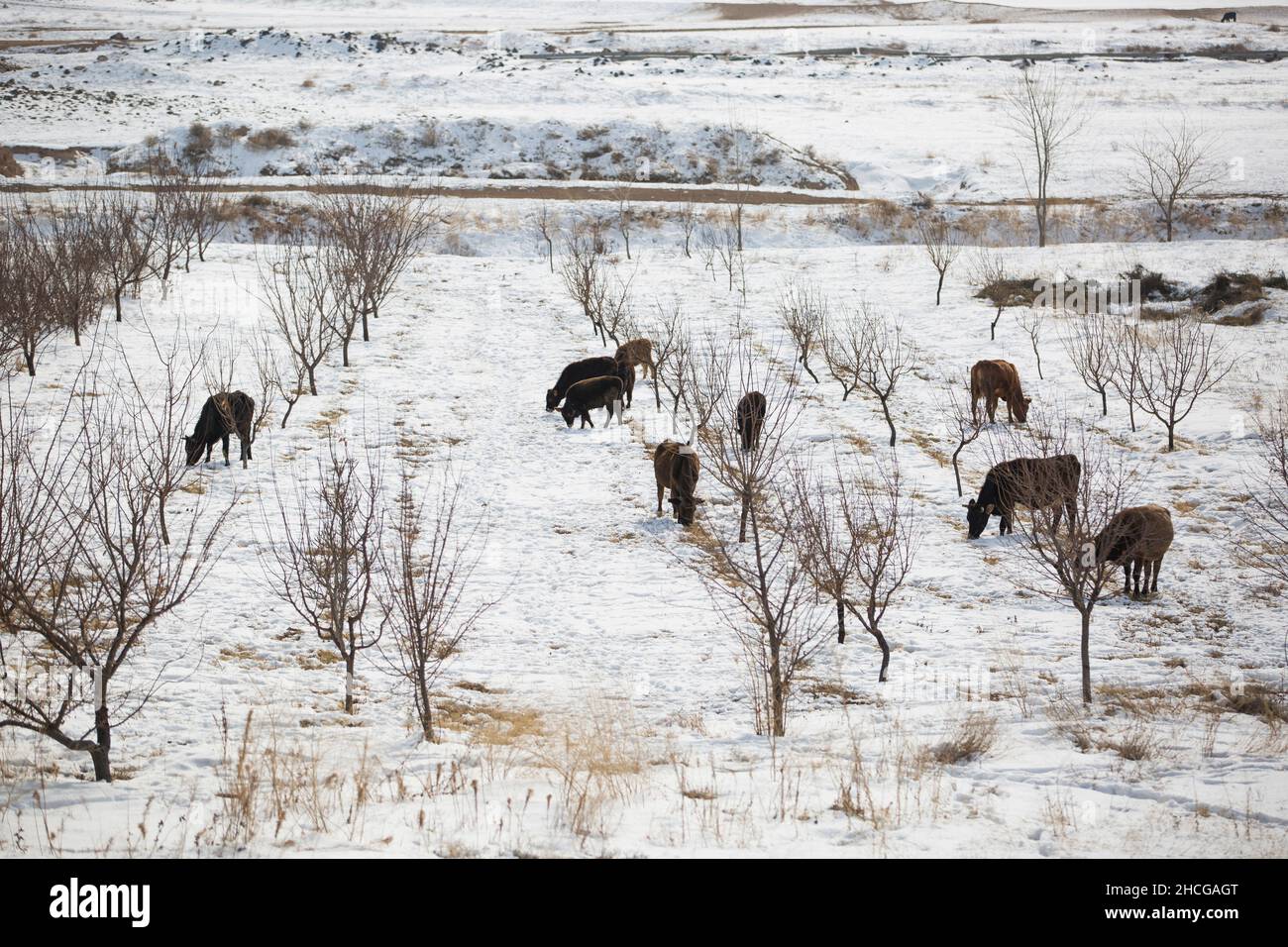 White face angus cattle cow hi-res stock photography and images - Alamy