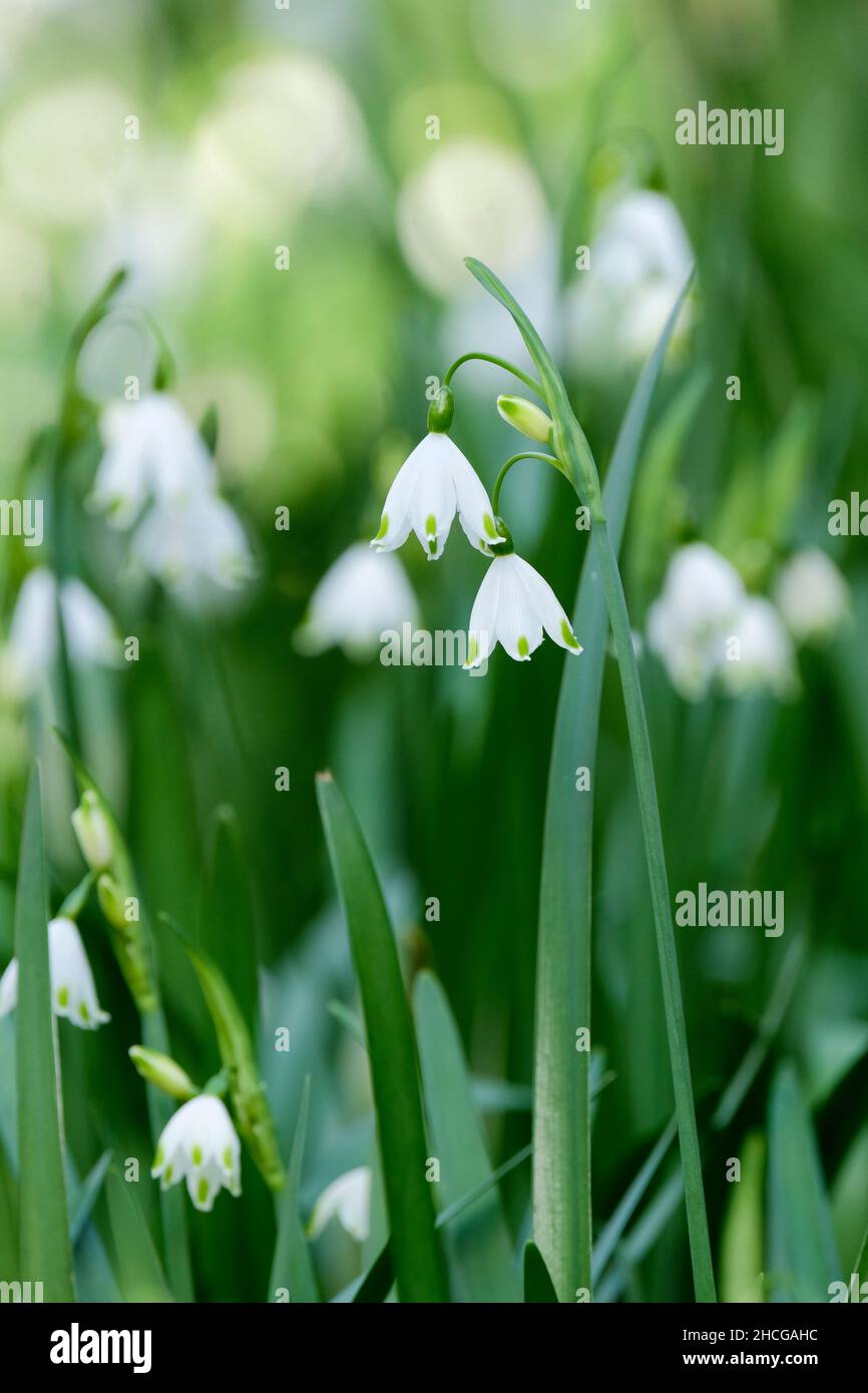 Leucojum aestivum 'Gravetye Giant', summer snowflake 'Gravetye Giant ...