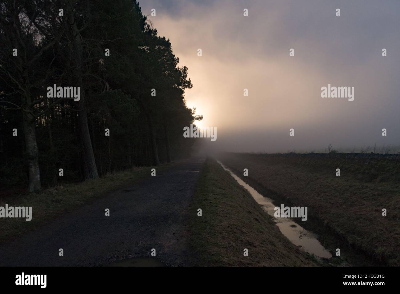 Empty forest hi-res stock photography and images - Alamy