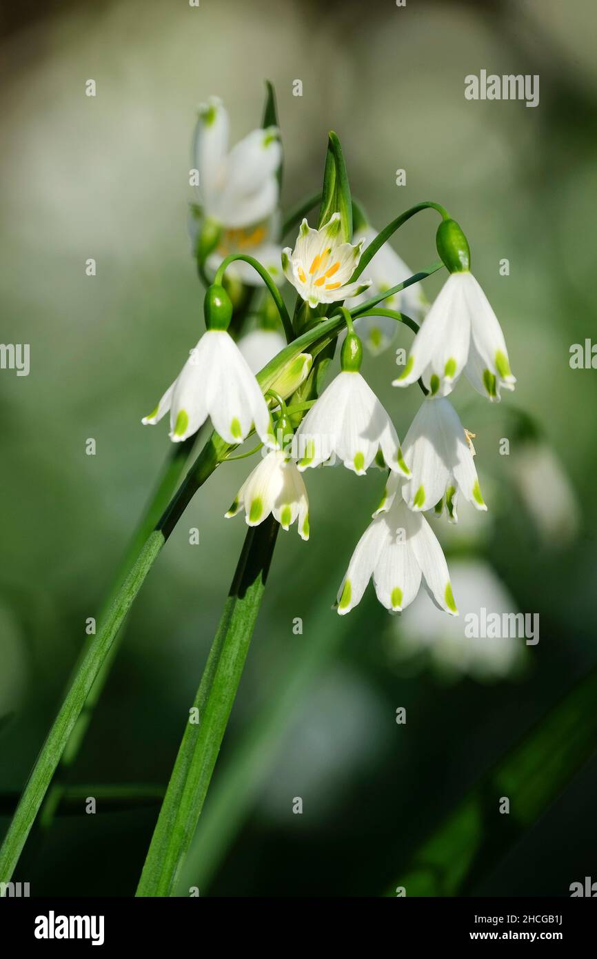 Leucojum aestivum 'Gravetye Giant', summer snowflake 'Gravetye Giant ...