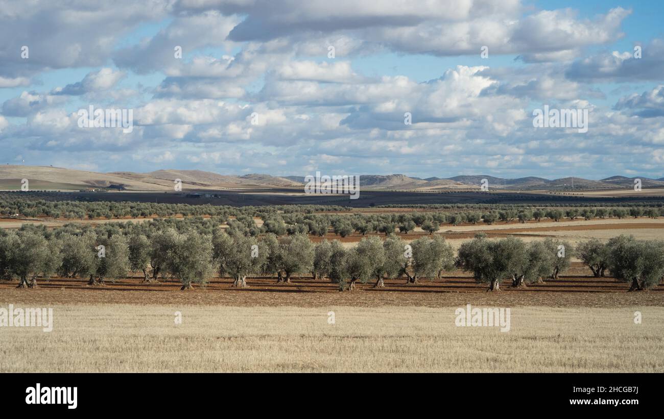 Olive tree fields of La Mancha region in Spain Stock Photo - Alamy