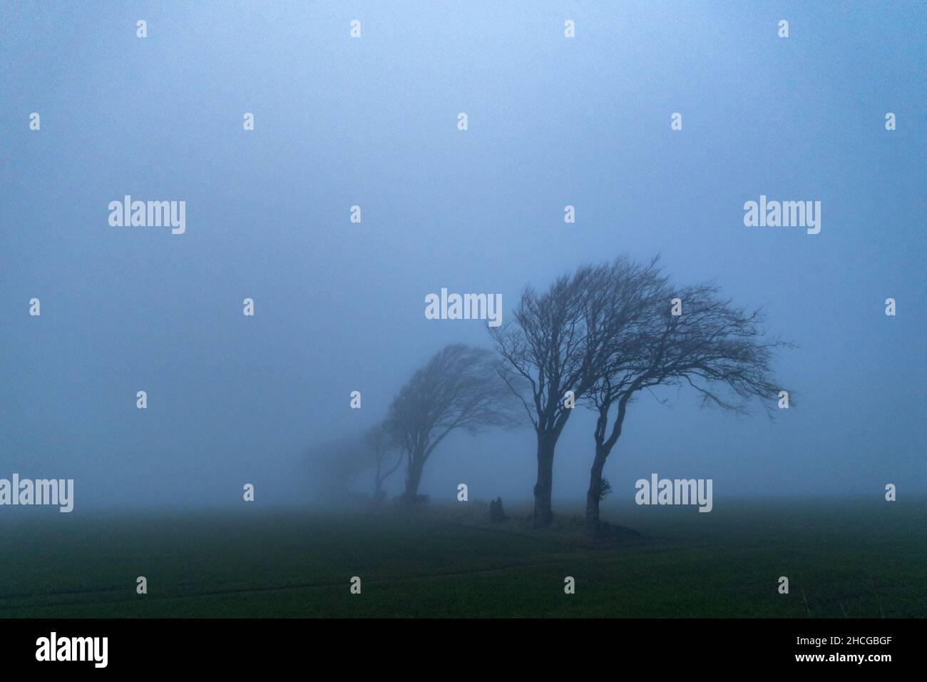 Fog trees and scenic scenery hi-res stock photography and images - Alamy