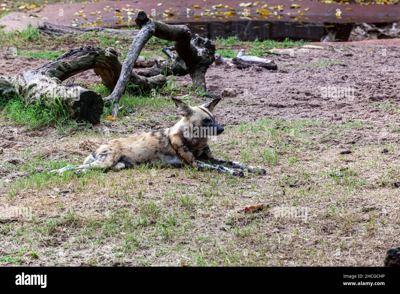 Indigenous South African Species High Resolution Stock Photography and ...