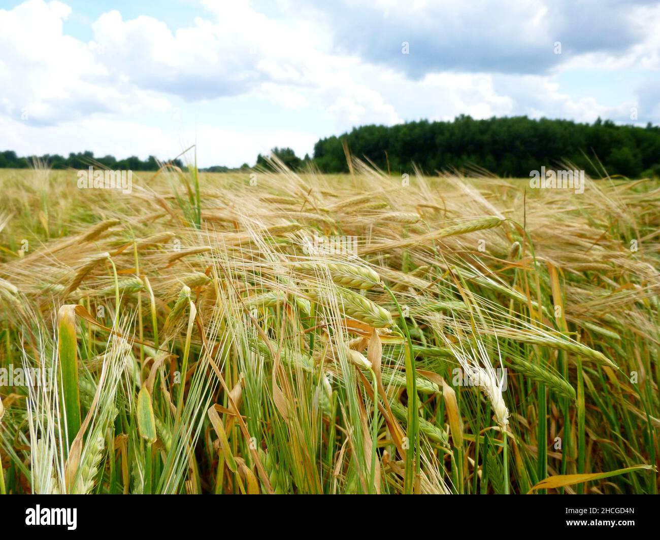Agricultural rye field under sky with clouds. Harvest theme. Rural ...