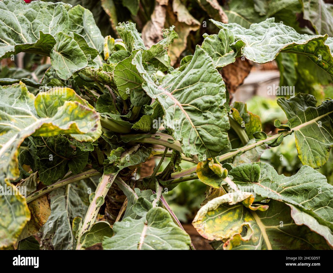 Natural Organically grown vegetables and plants are grown in a ...