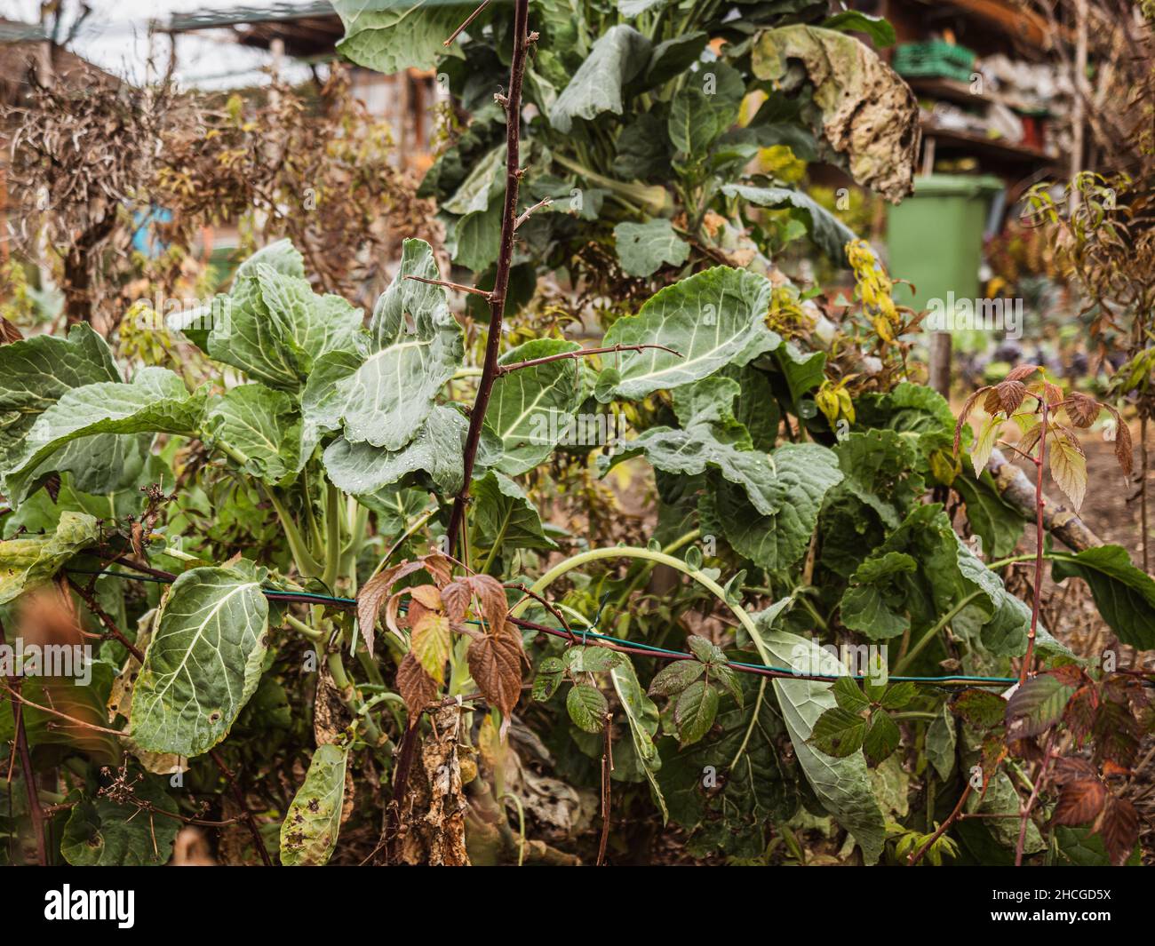 Natural Organically grown vegetables and plants are grown in a ...