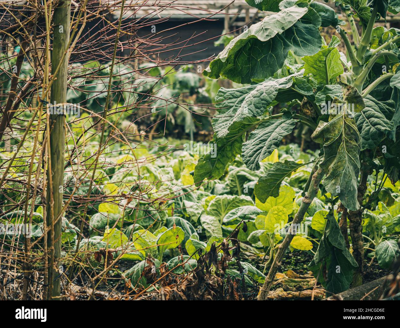 Natural Organically grown vegetables and plants are grown in a ...