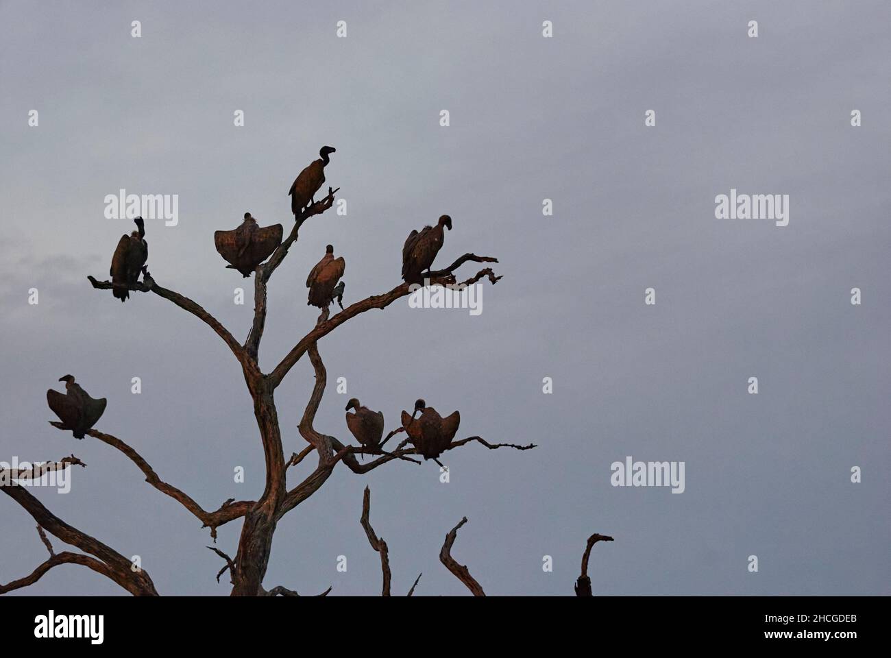 Vulture death vultures africa hi-res stock photography and images - Alamy