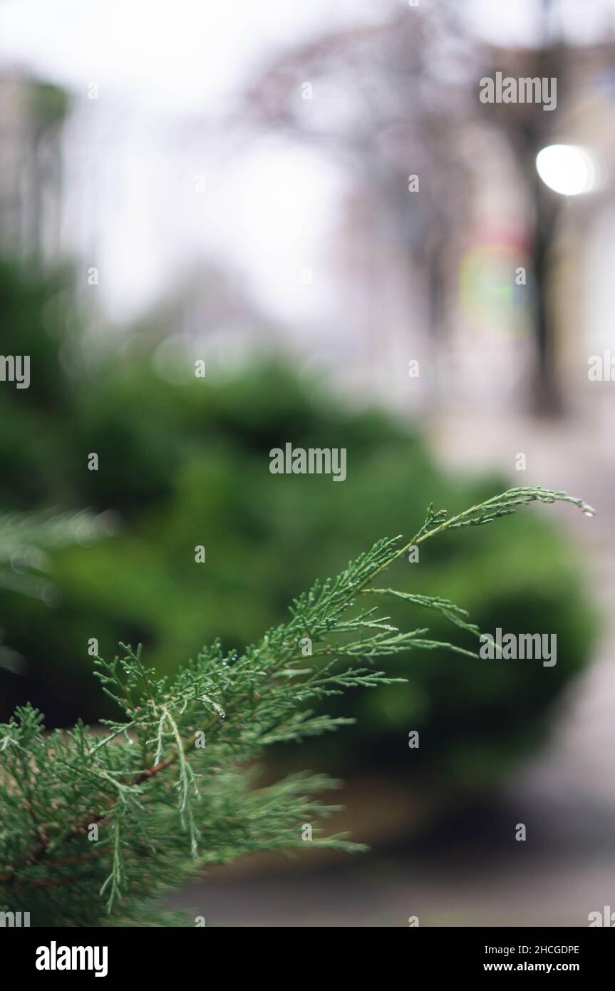 Wet pine tree hi-res stock photography and images - Alamy