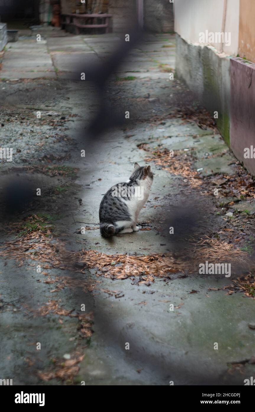 Vertical shot of a cat in the street on fall seen through the fence ...