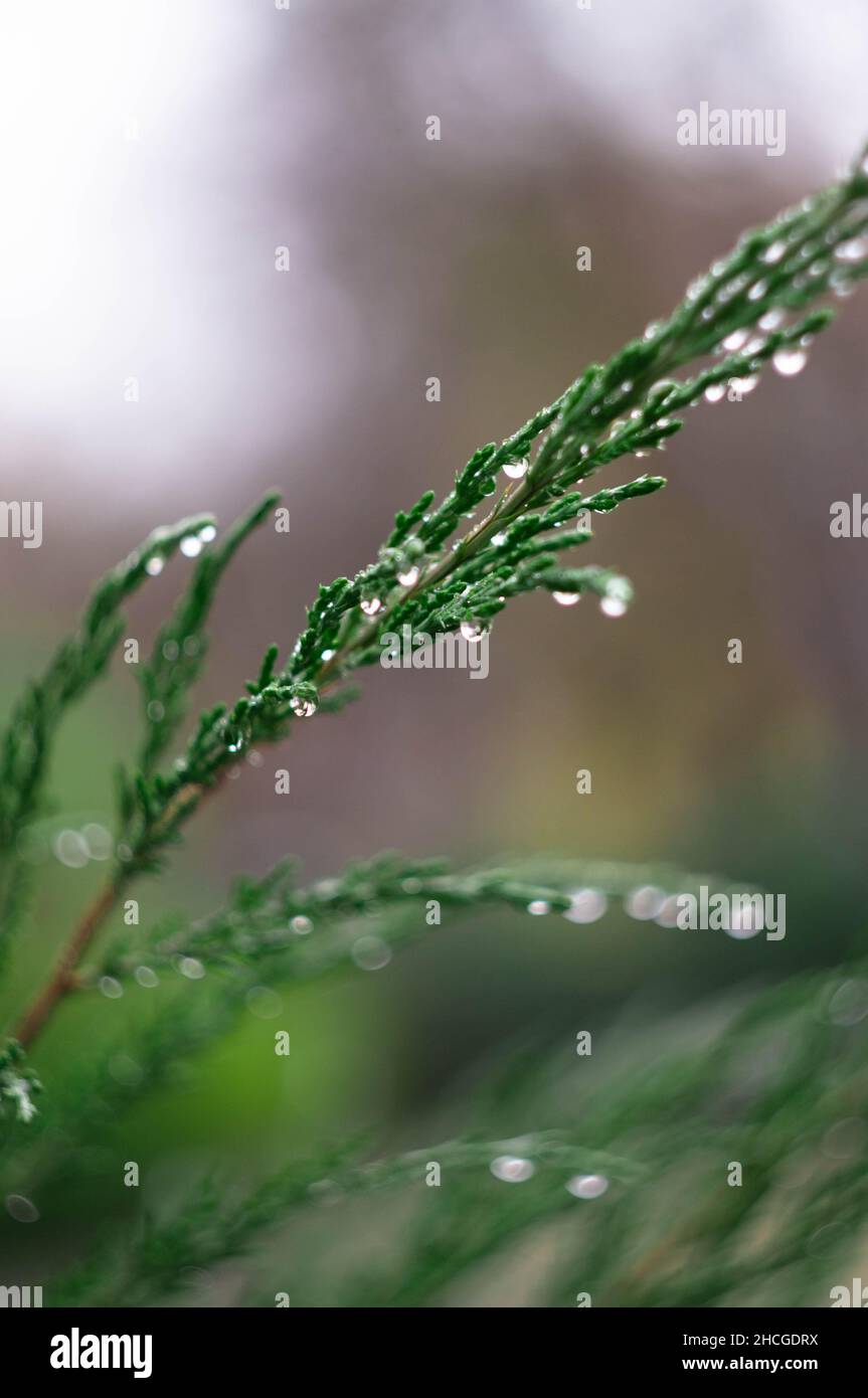 Wet pine hi-res stock photography and images - Alamy