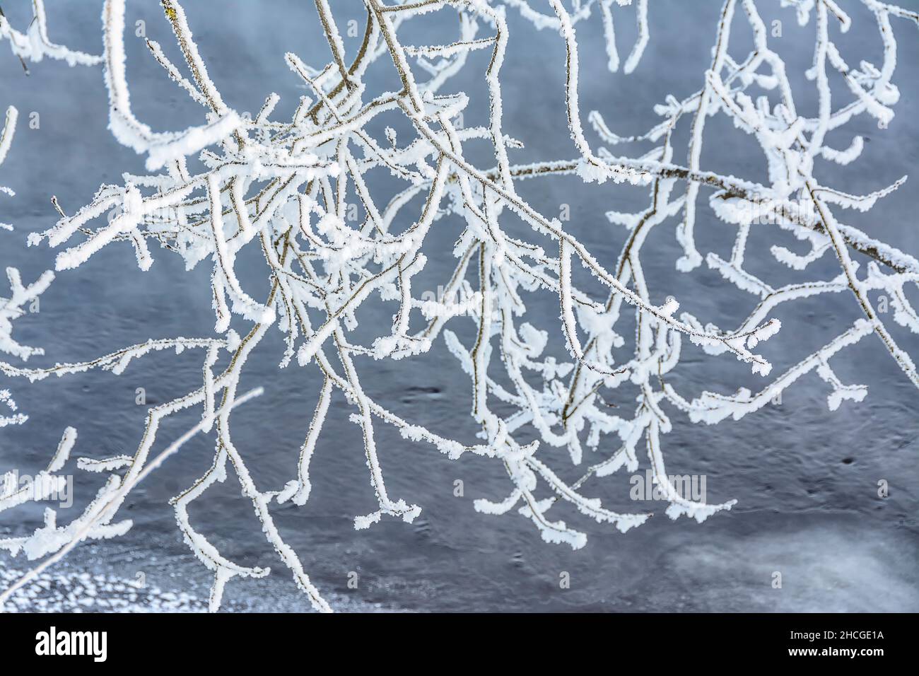 Park on the banks of the Neva River in Rybatskoye St. Petersburg ...